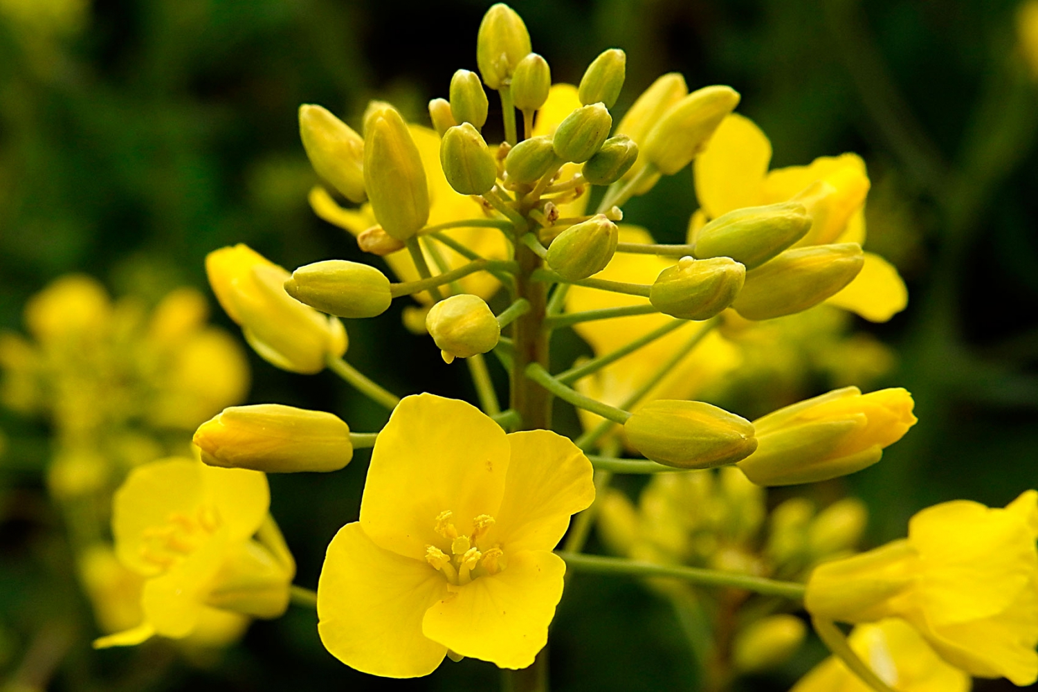 Colza - Groupe Emile